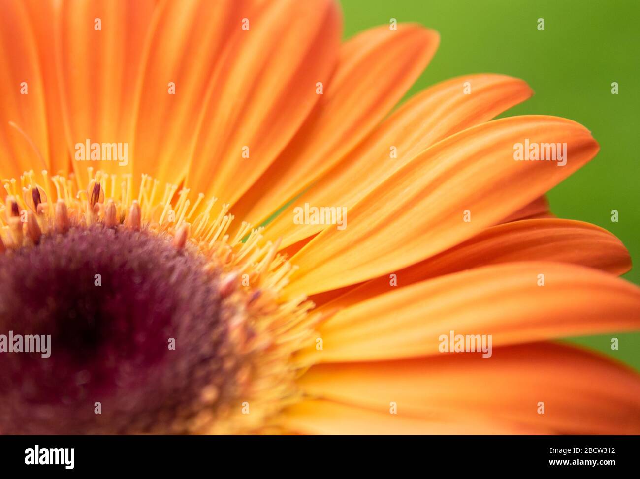 Daisy head hi-res stock photography and images - Alamy