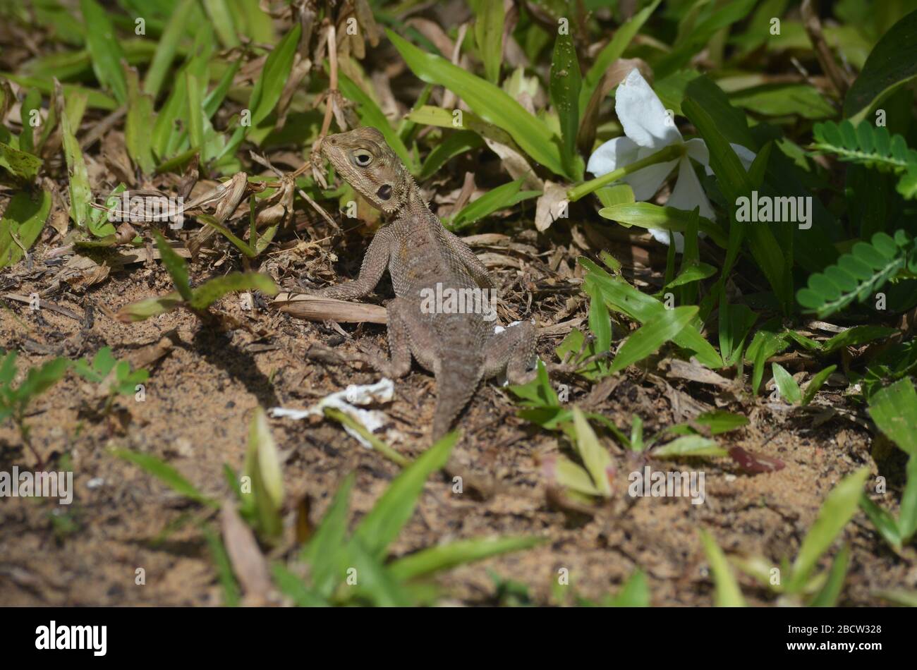 Juvenile specimen of Agama lizard (perhaps Agama africana) in Dakar ...