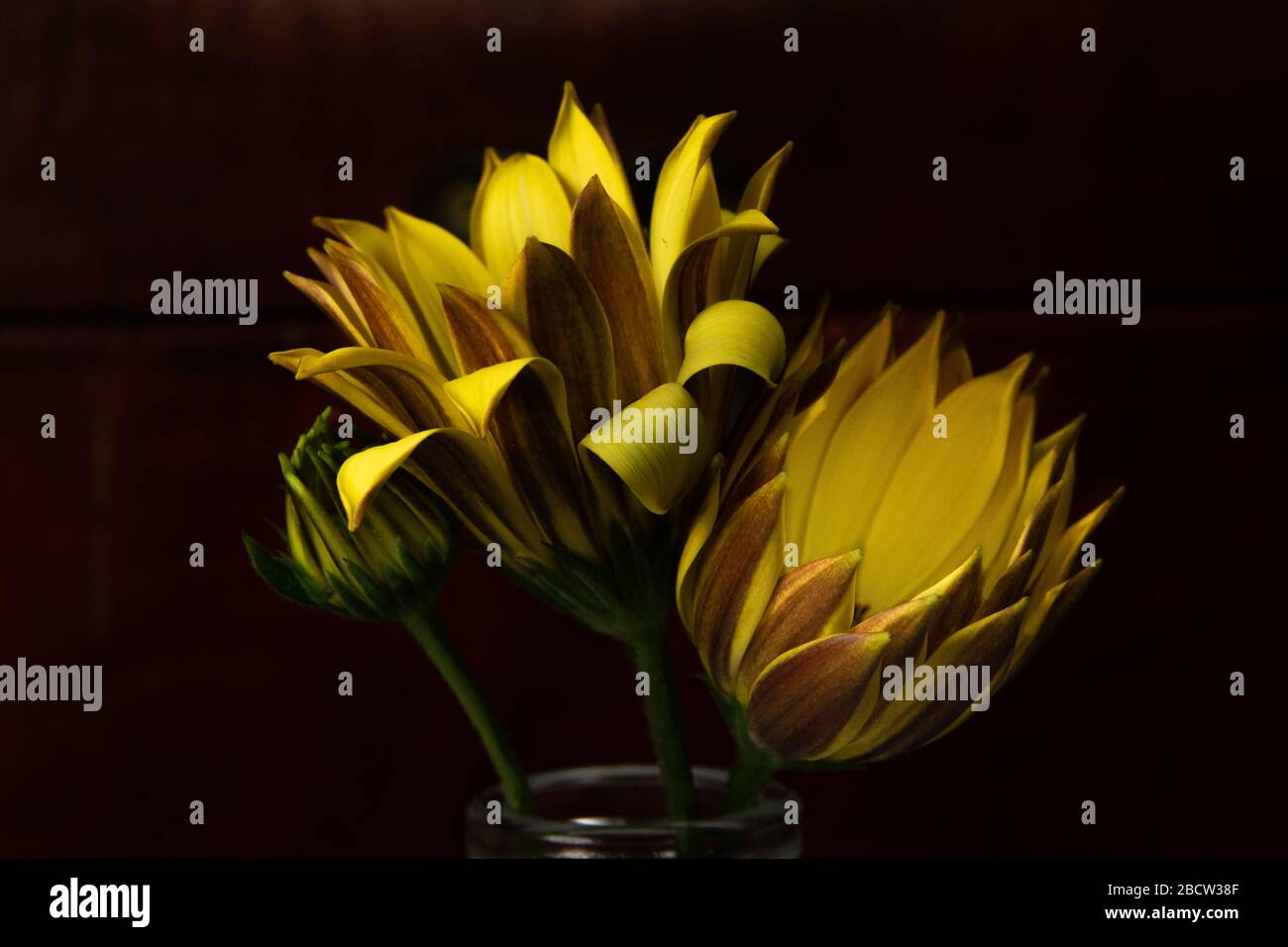 Hardy african daisy hi-res stock photography and images - Alamy