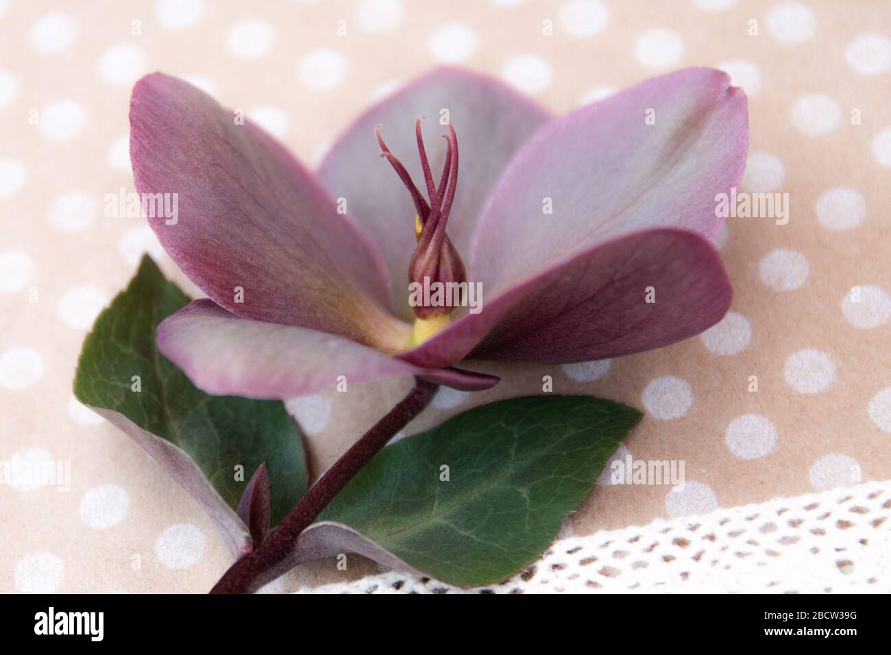 Downward facing flowers hi-res stock photography and images - Alamy