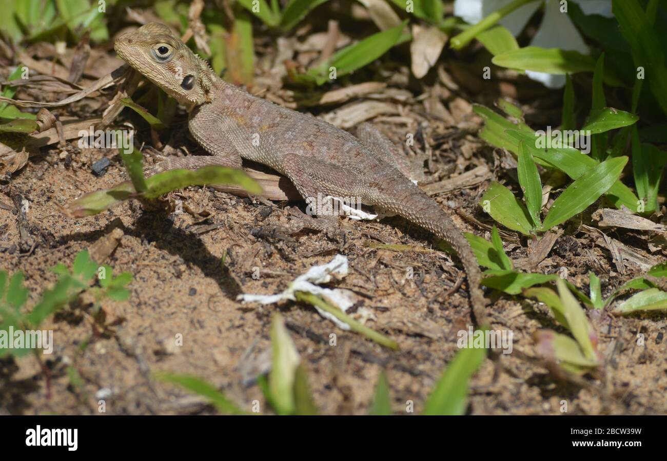 Juvenile specimen of Agama lizard (perhaps Agama africana) in Dakar ...