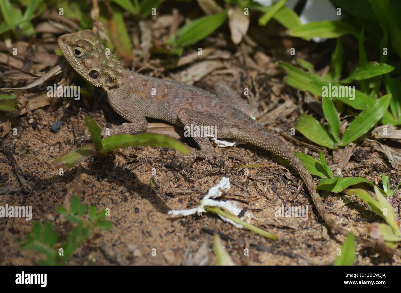 Juvenile specimen of Agama lizard (perhaps Agama africana) in Dakar ...
