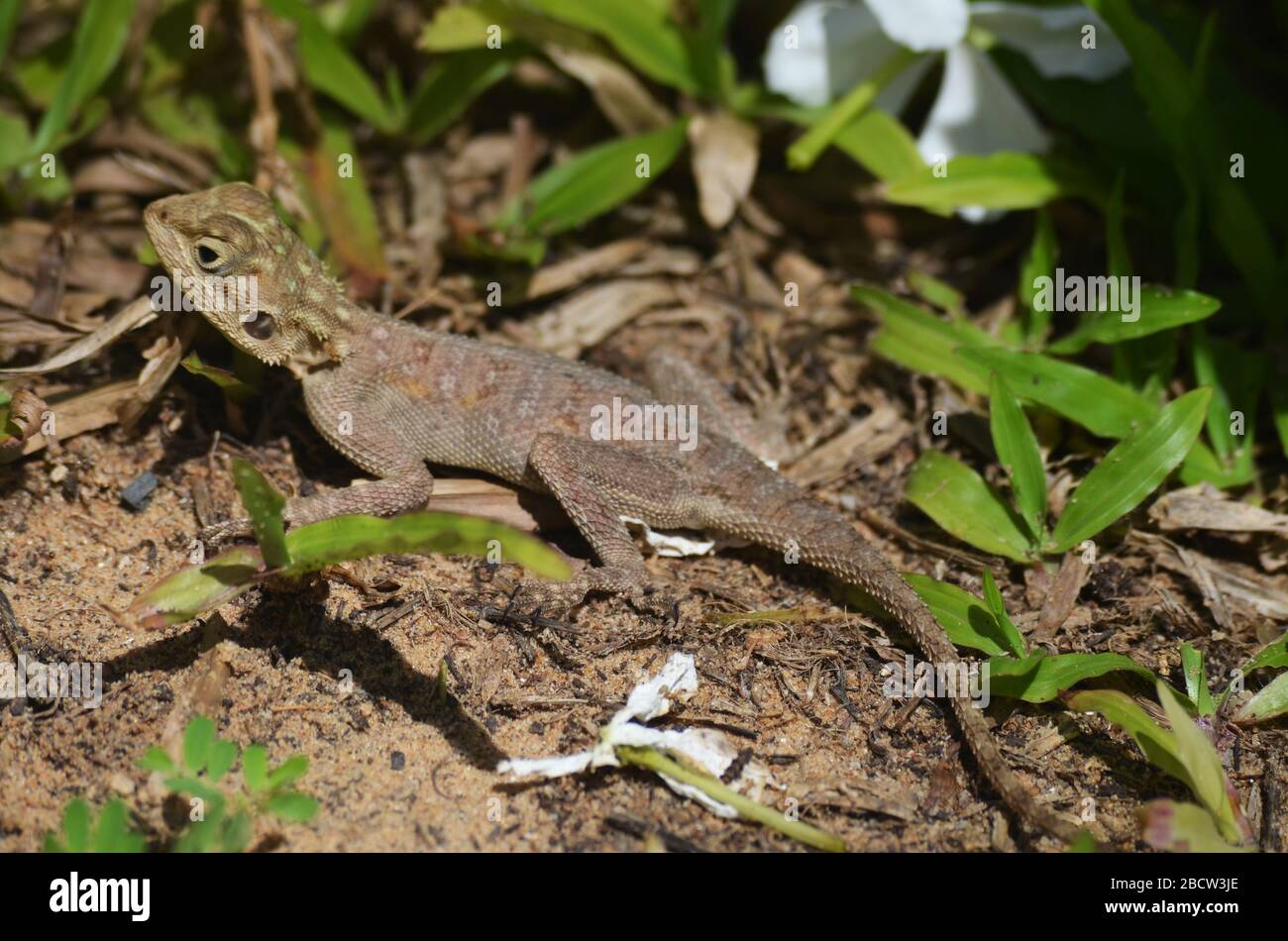 Juvenile specimen of Agama lizard (perhaps Agama africana) in Dakar ...