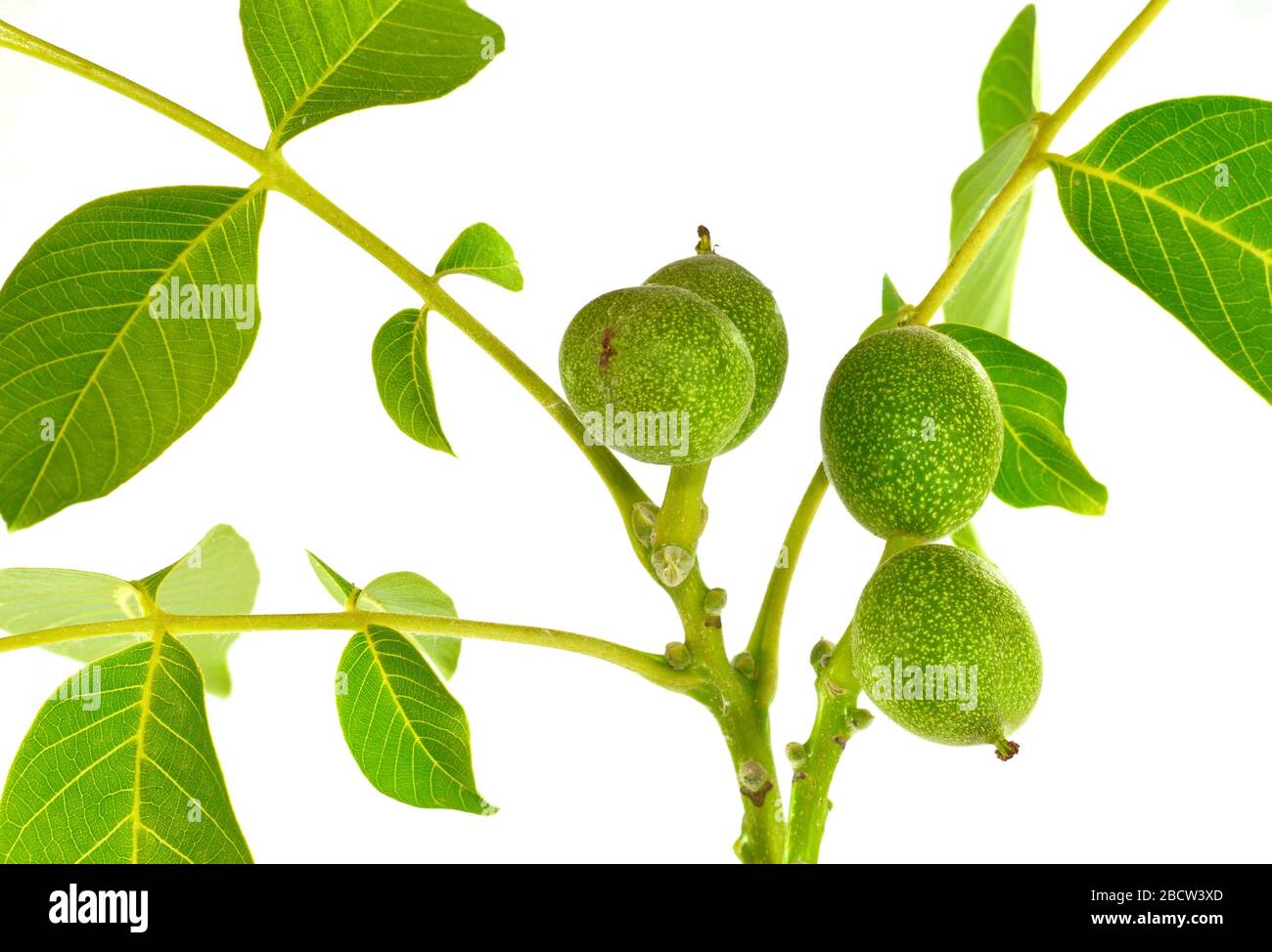 Walnut isolated on white background. Green young walnut. Nut in shell ...