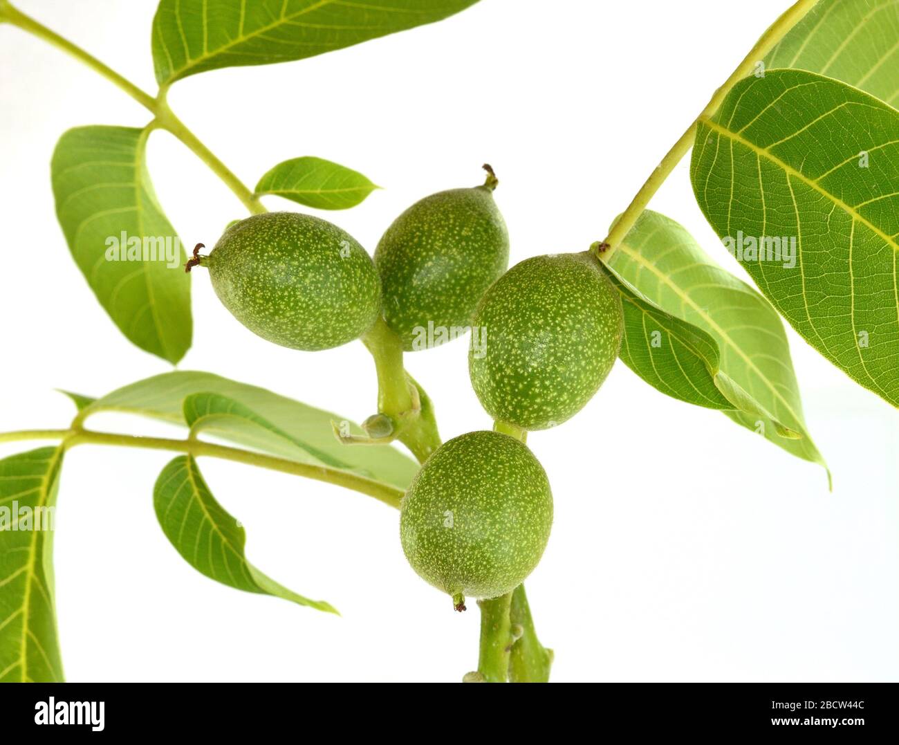 Walnut isolated on white background. Green young walnut. Nut in shell ...