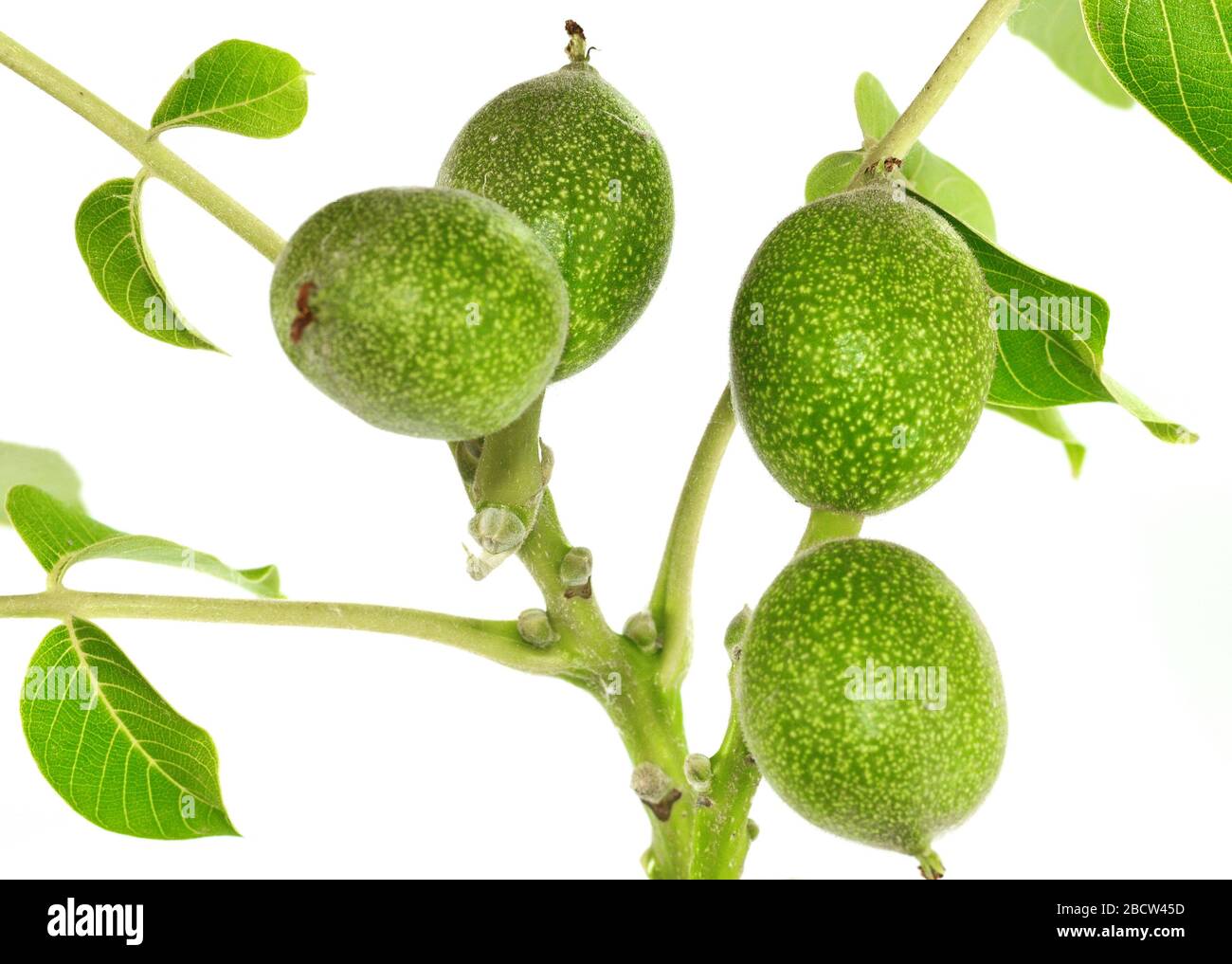 Walnut isolated on white background. Green young walnut. Nut in shell ...
