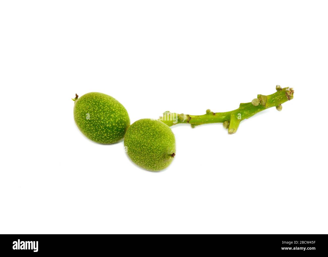 Walnut isolated on white background. Green young walnut. Nut in shell ...