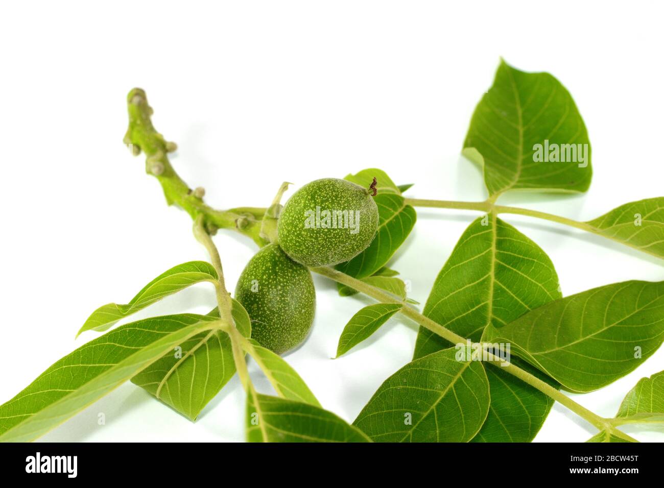 Walnut isolated on white background. Green young walnut. Nut in shell ...
