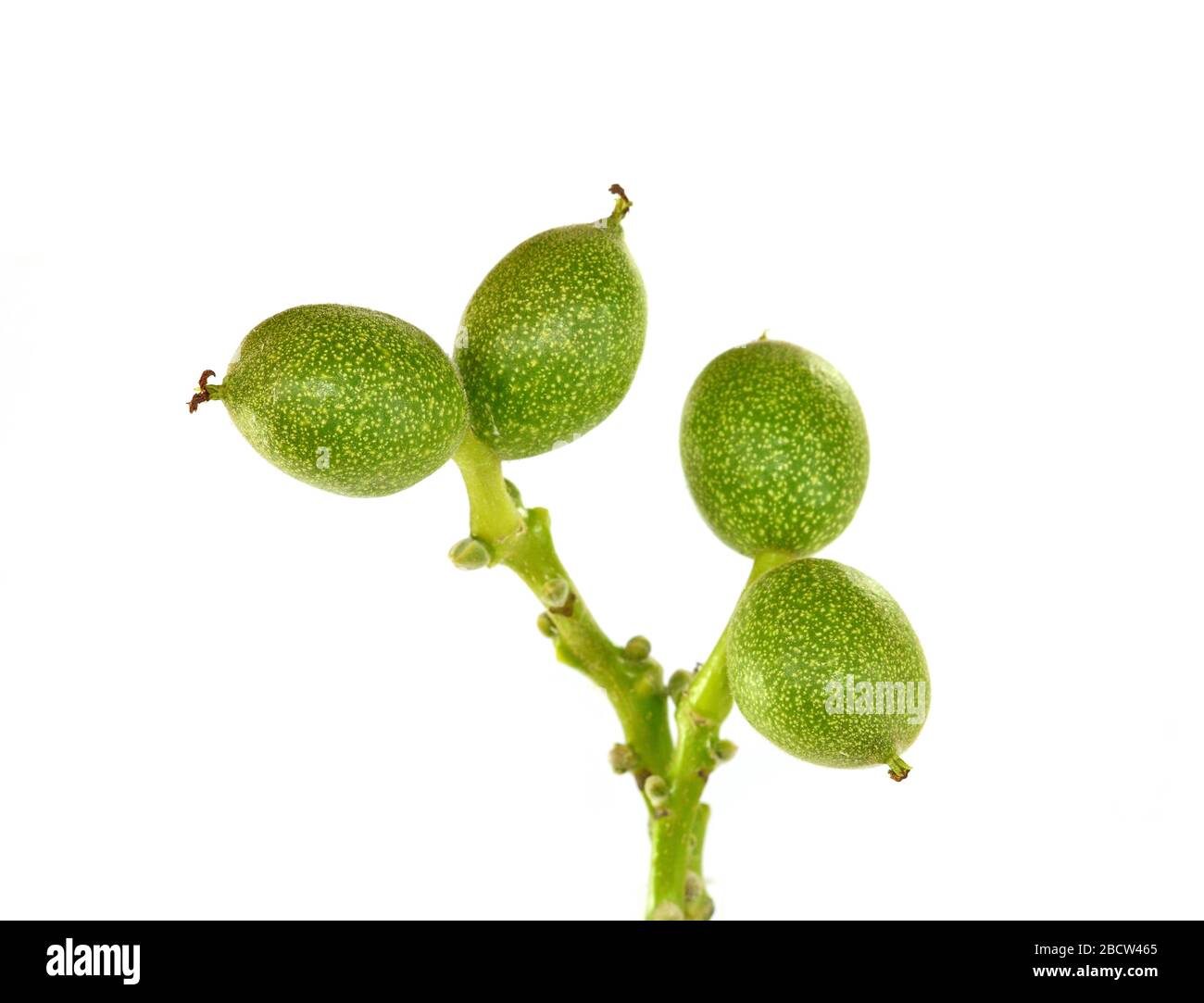 Walnut isolated on white background. Green young walnut. Nut in shell ...