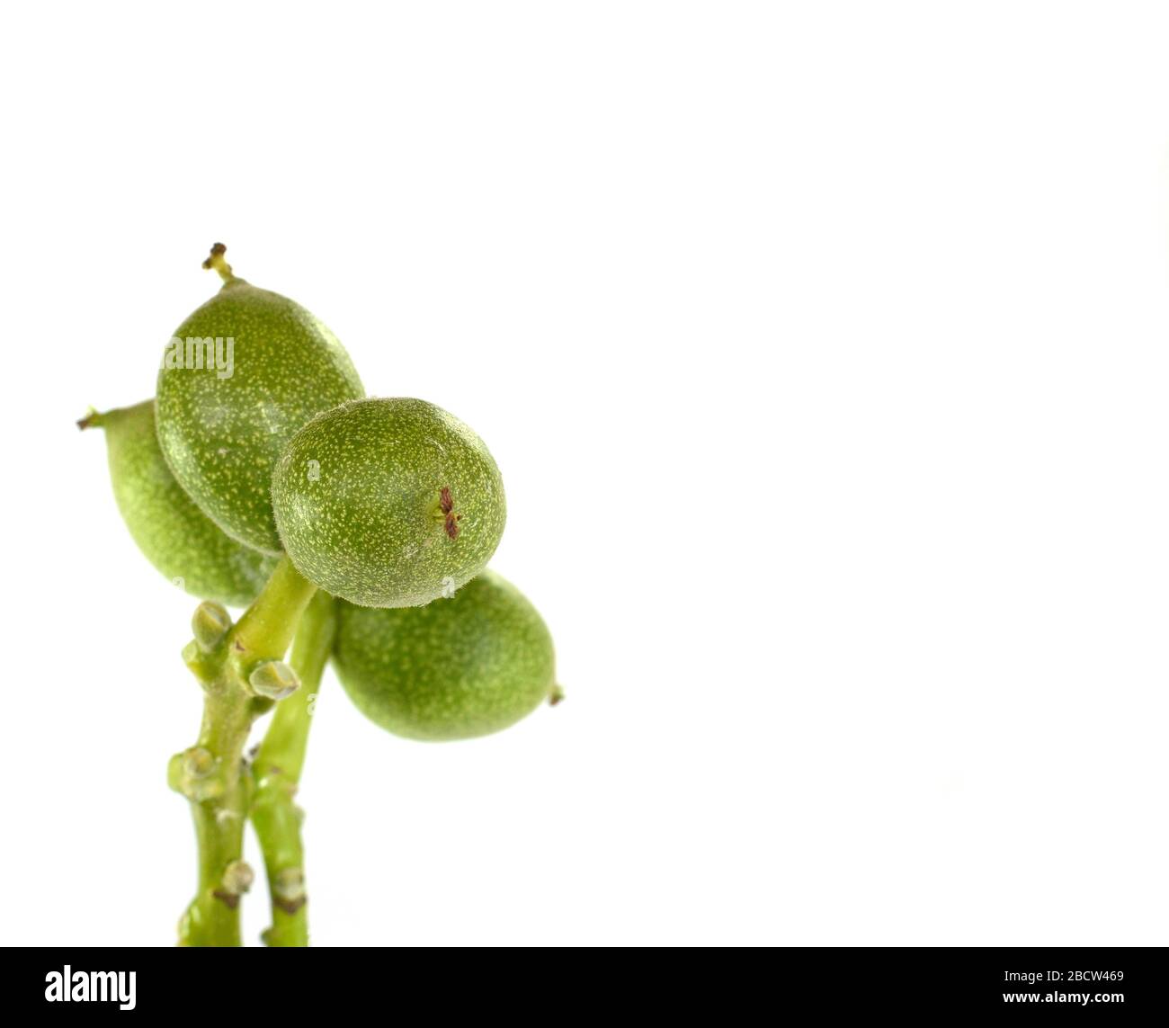 Walnut isolated on white background. Green young walnut. Nut in shell ...