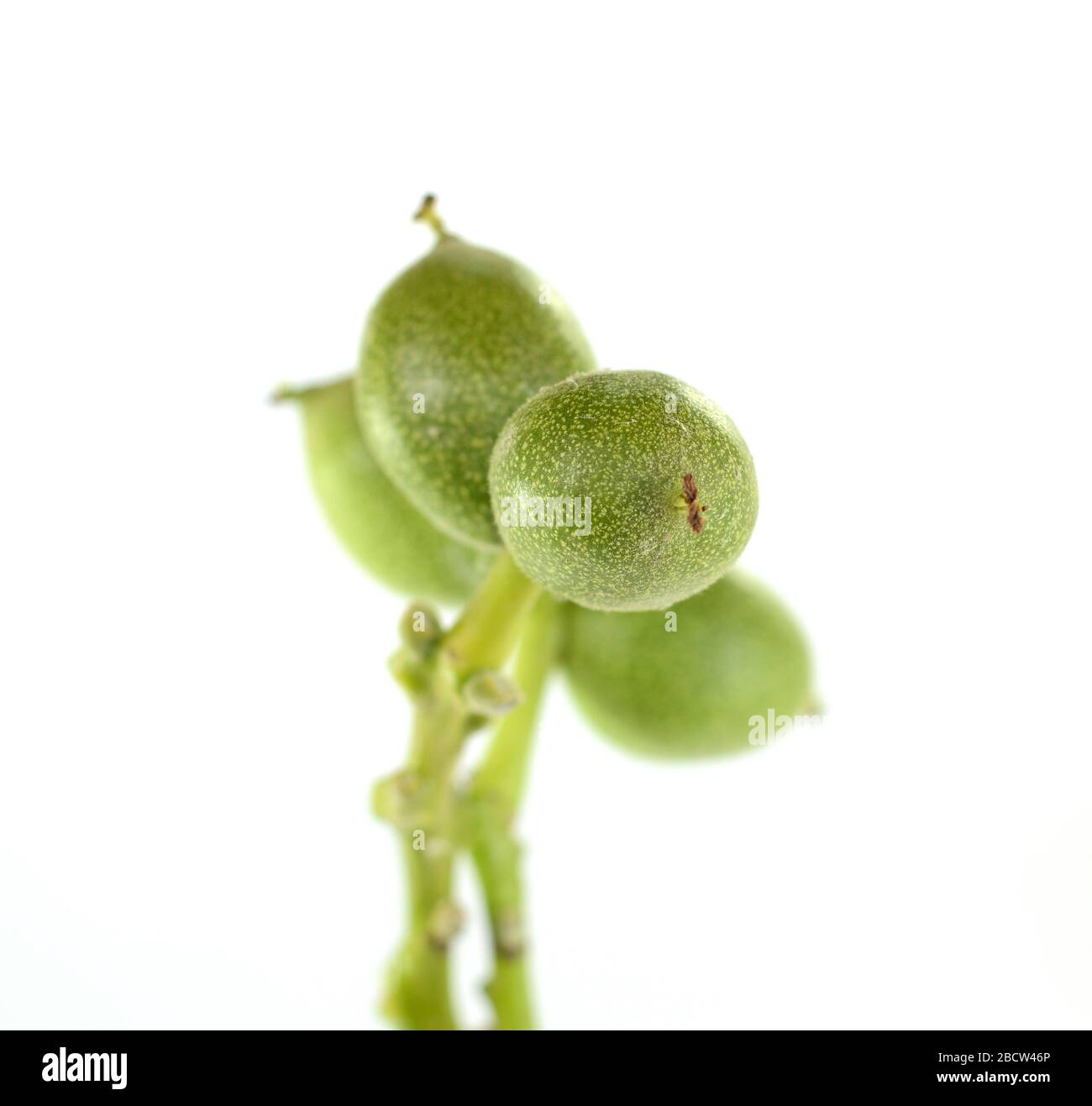 Walnut isolated on white background. Green young walnut. Nut in shell ...