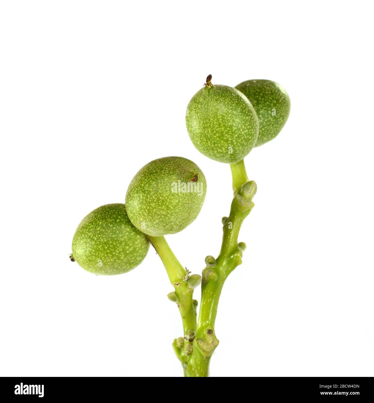 Walnut isolated on white background. Green young walnut. Nut in shell ...