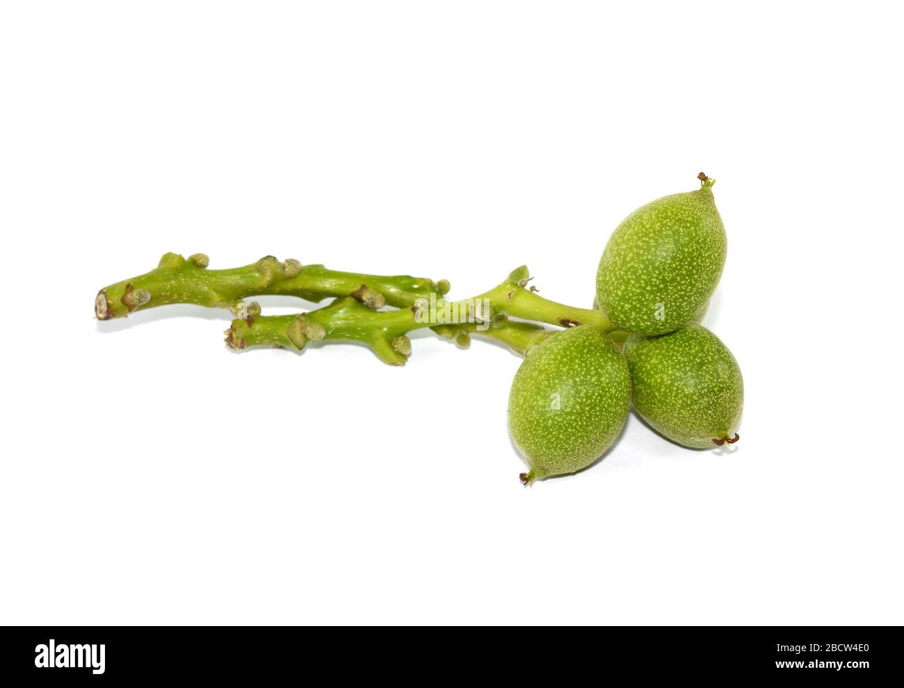 Walnut isolated on white background. Green young walnut. Nut in shell ...