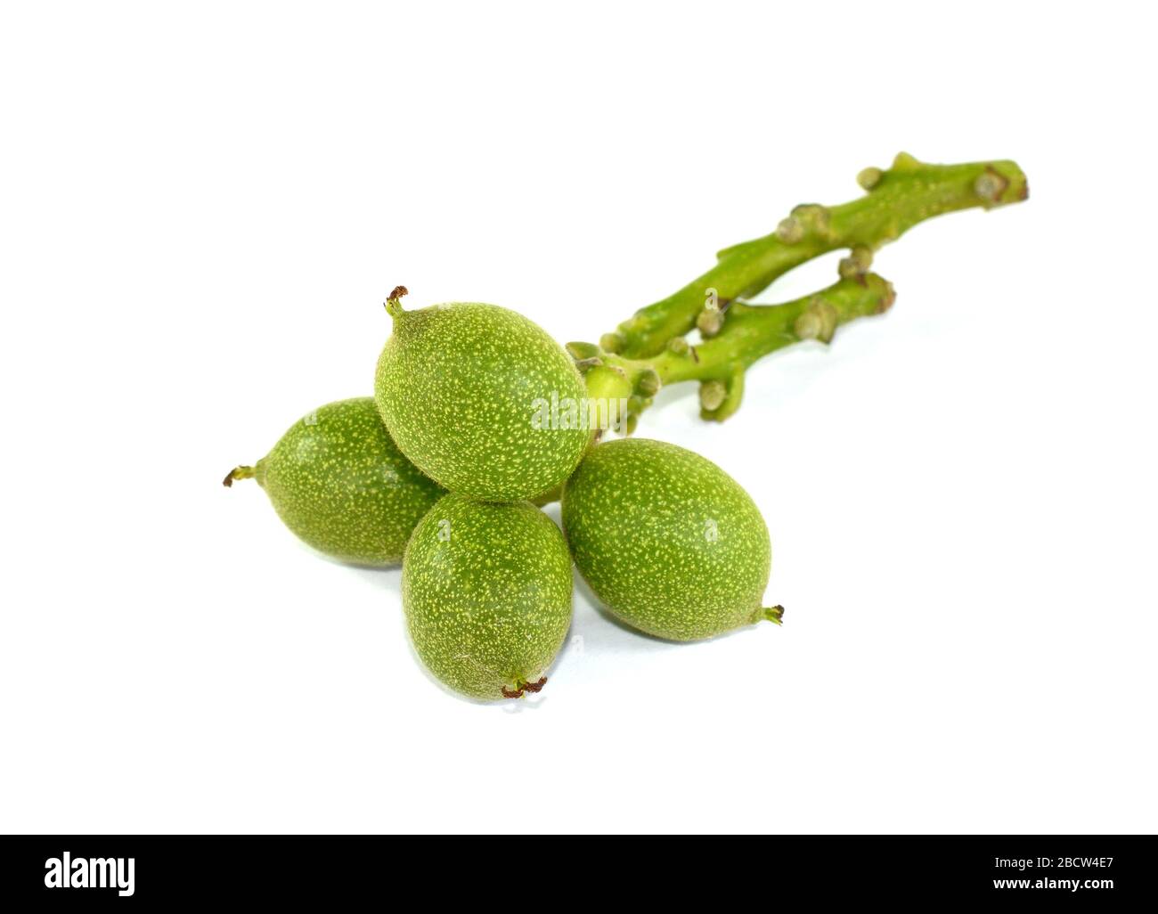 Walnut isolated on white background. Green young walnut. Nut in shell ...