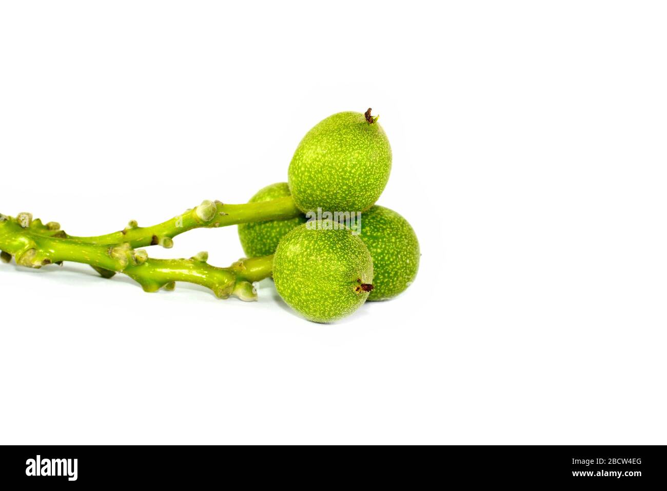Walnut isolated on white background. Green young walnut. Nut in shell ...