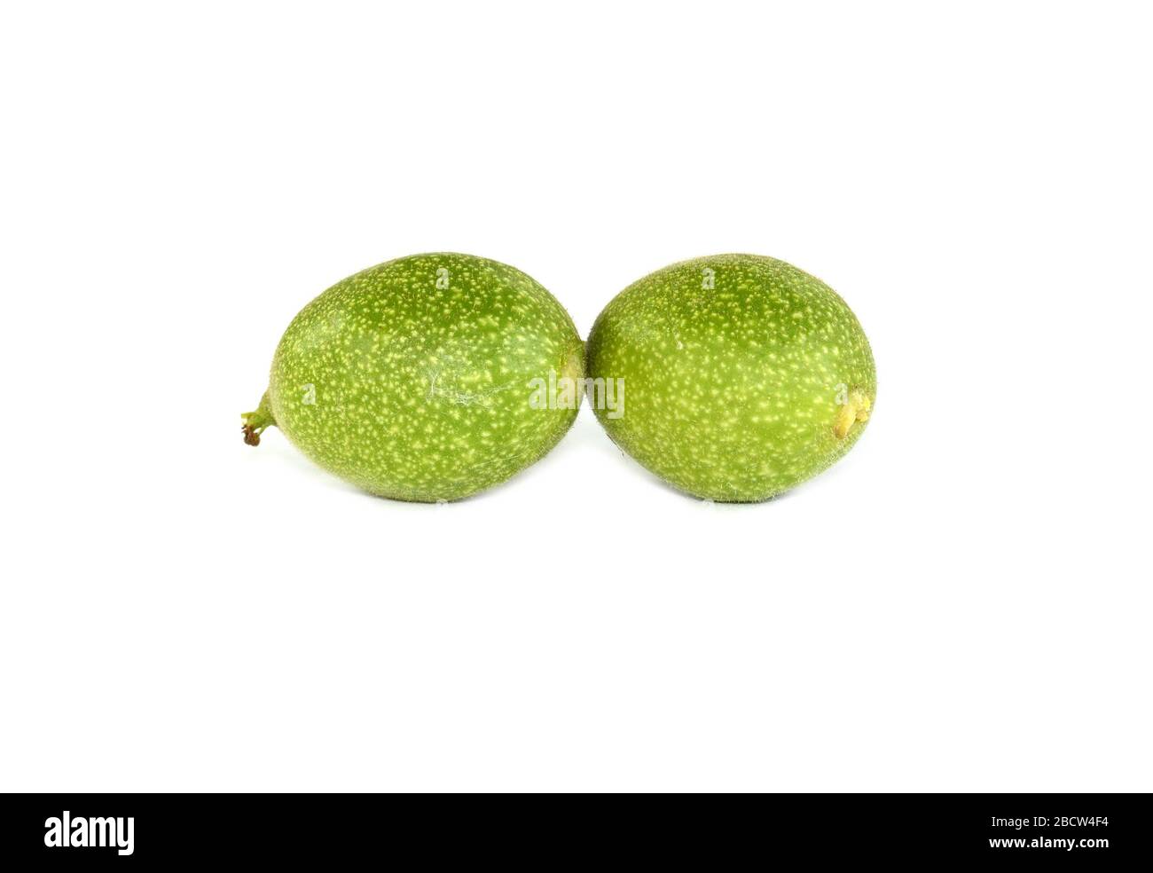 Walnut isolated on white background. Green young walnut. Nut in shell ...