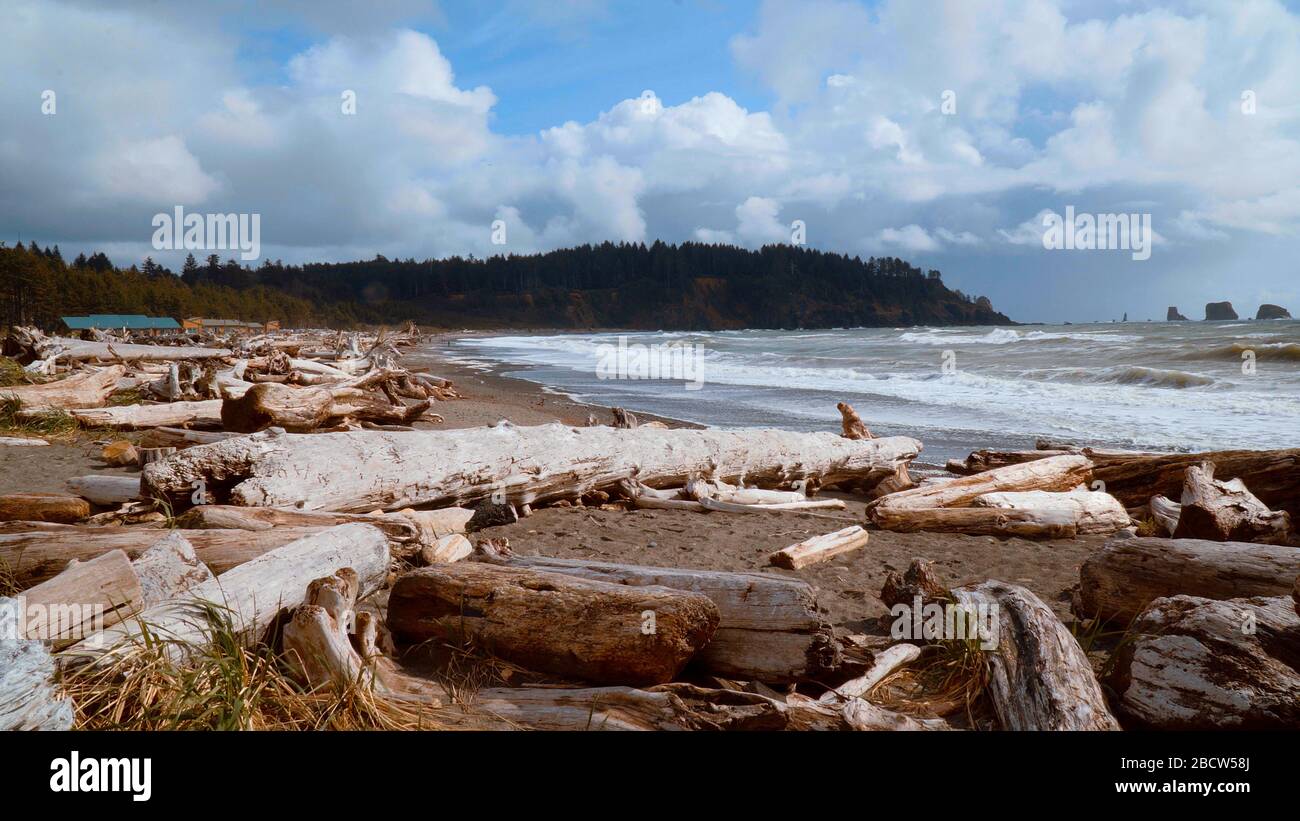 Wild La Push Beach with famous forested trail - travel photography ...