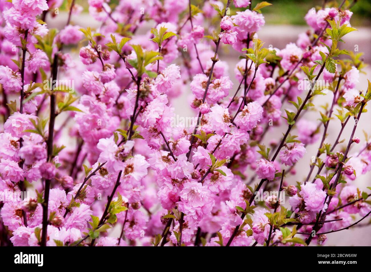 Lush bush with pink flowers. Pink almond flowers in spring. Asian ...