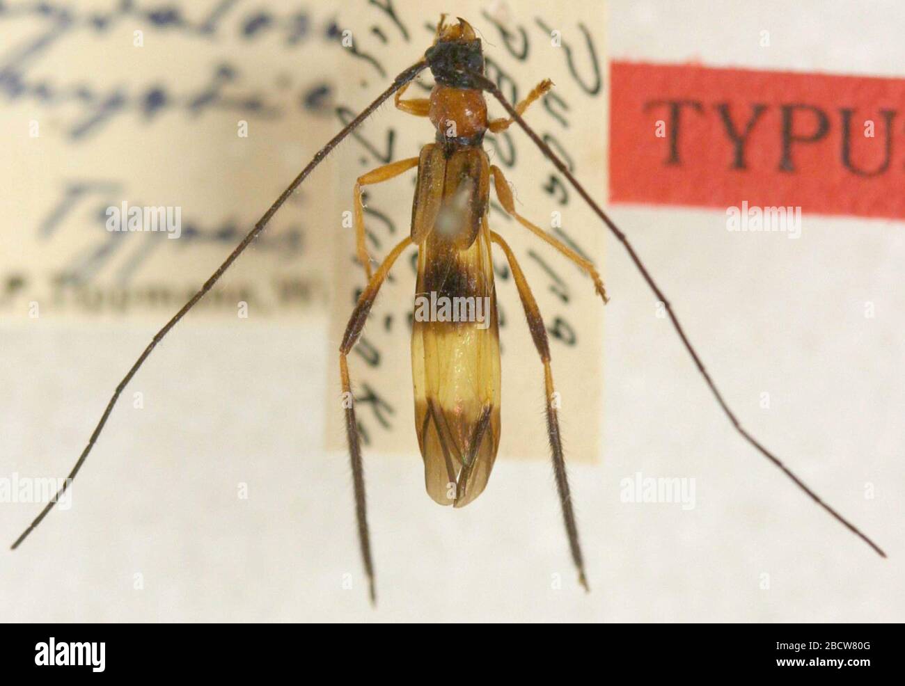 Necydalosaurus mysticus. 27 Sep 20131 Necydalosaurus mysticus Stock ...