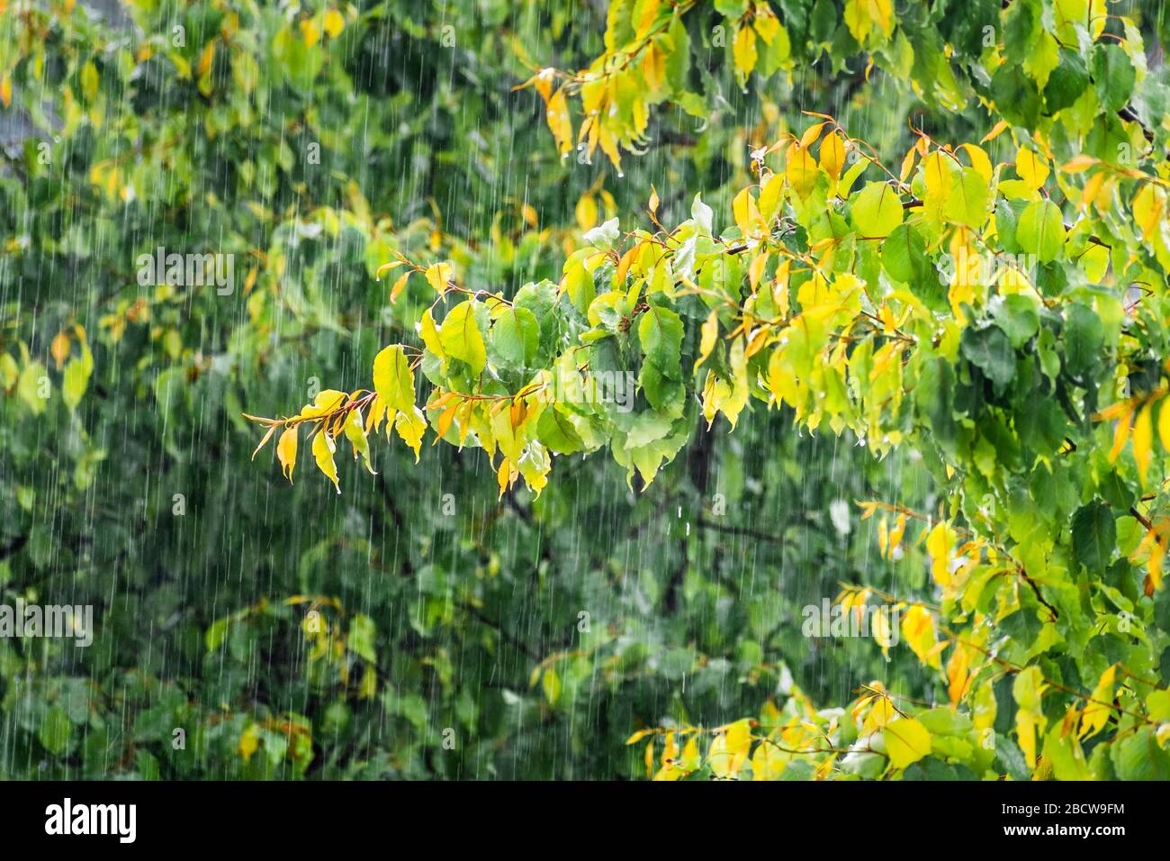 Spring water falling on leaves hi-res stock photography and images - Alamy