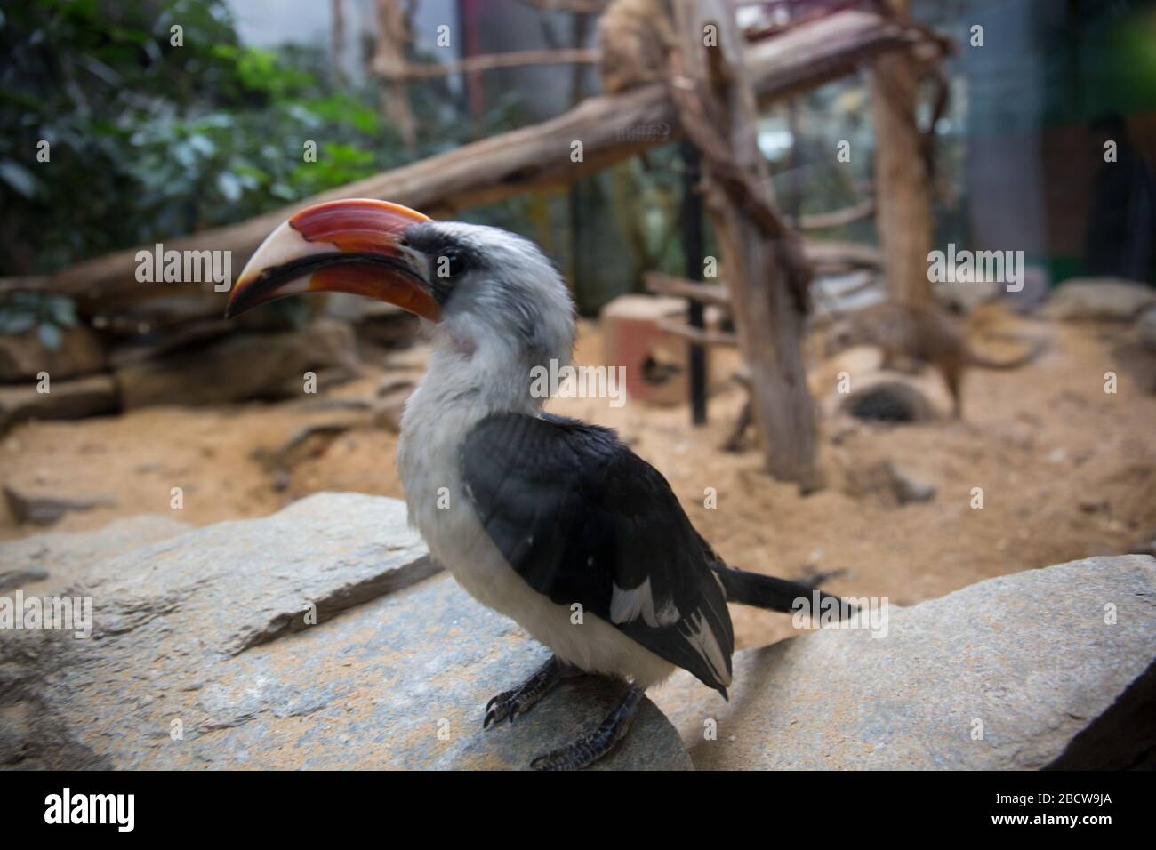 Von der Deckens Hornbill. Bird,Species: deckeni,Genus: Tockus,Family ...
