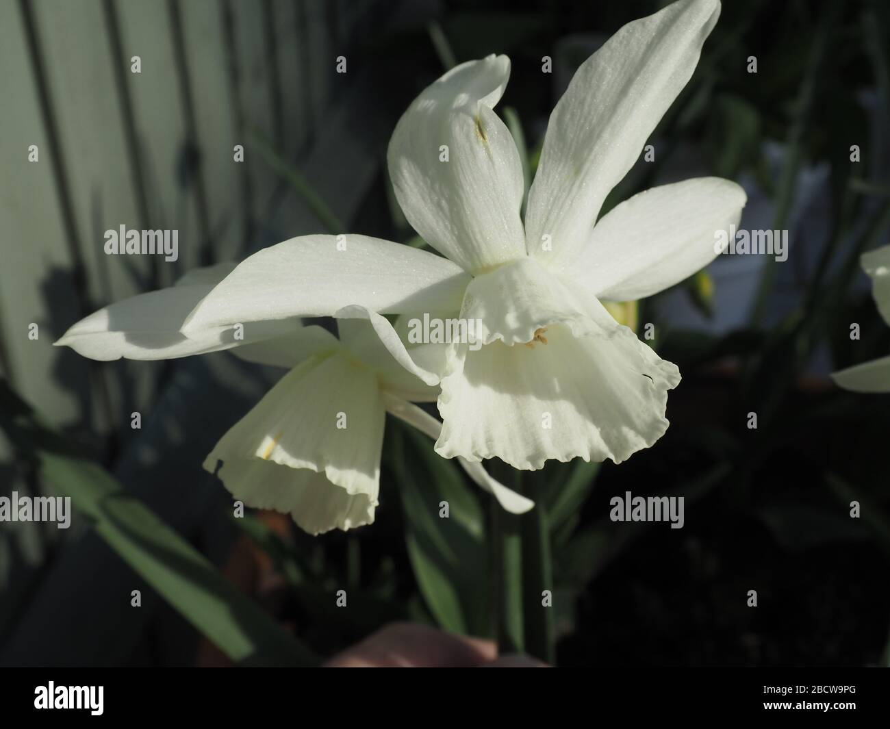 Two narcissus flowers on single stem Stock Photo - Alamy