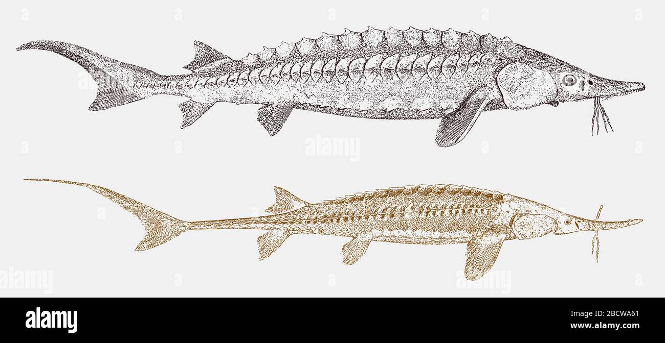 Lake Sturgeon Drawing