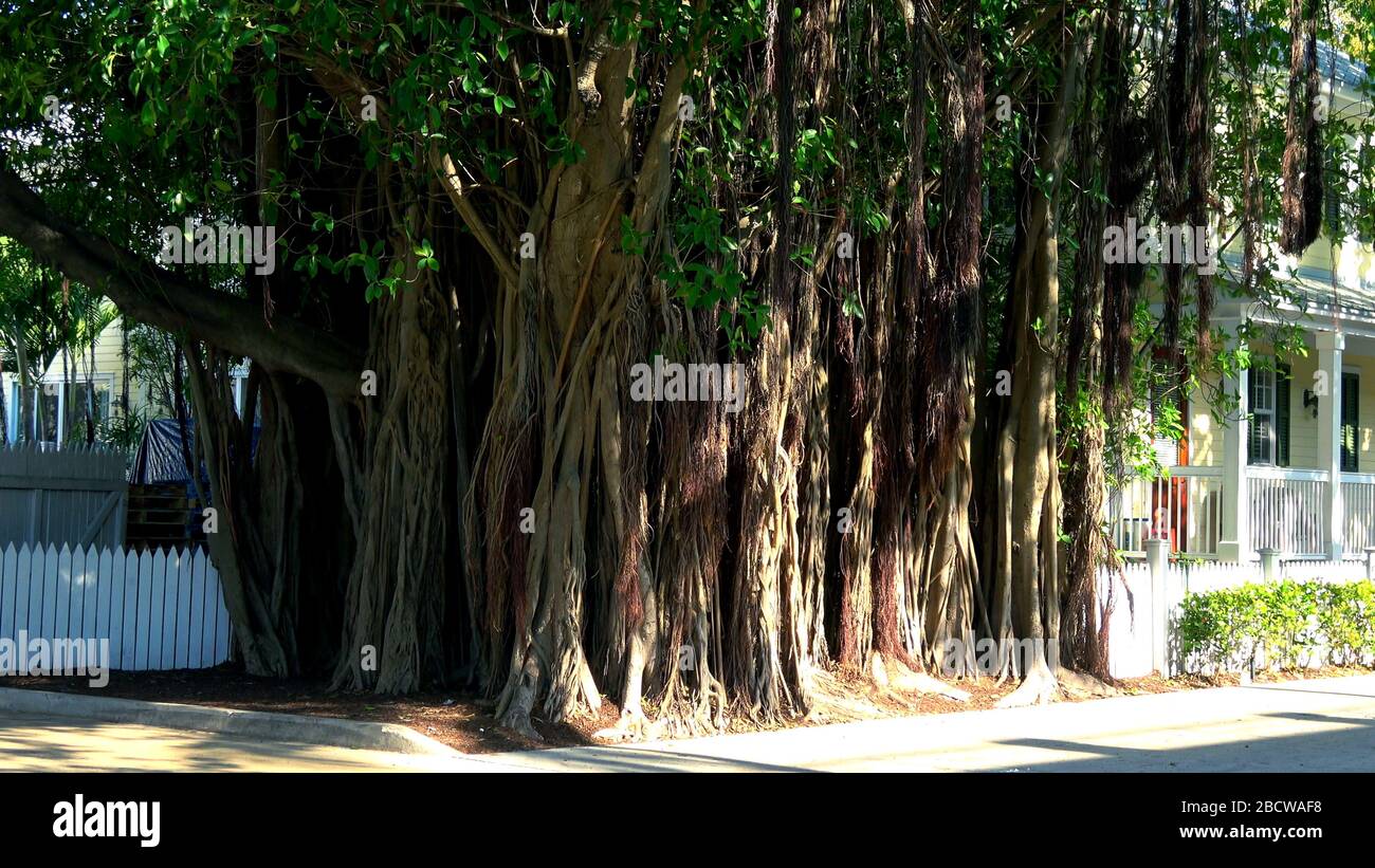 Huge Banyan tree in Key West - travel photography Stock Photo - Alamy