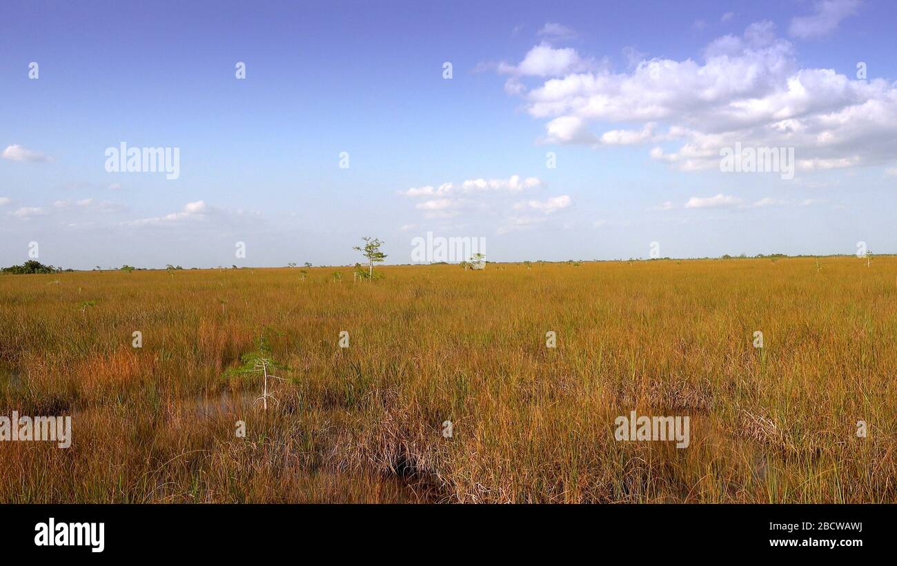 Amazing landscape in the Everglades of South USA Stock Photo - Alamy