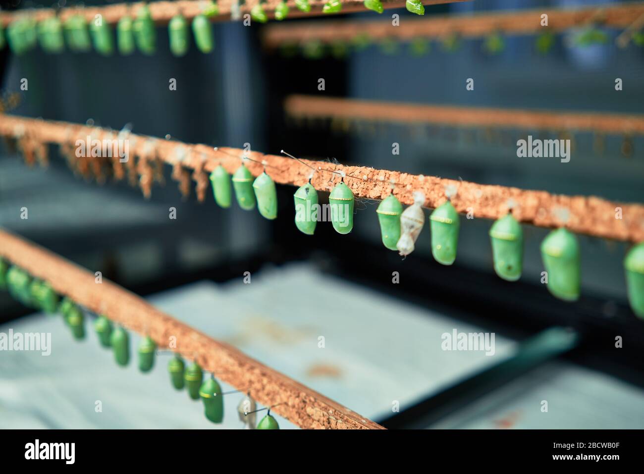 Beautiful butterflies at butterfly home Stock Photo - Alamy