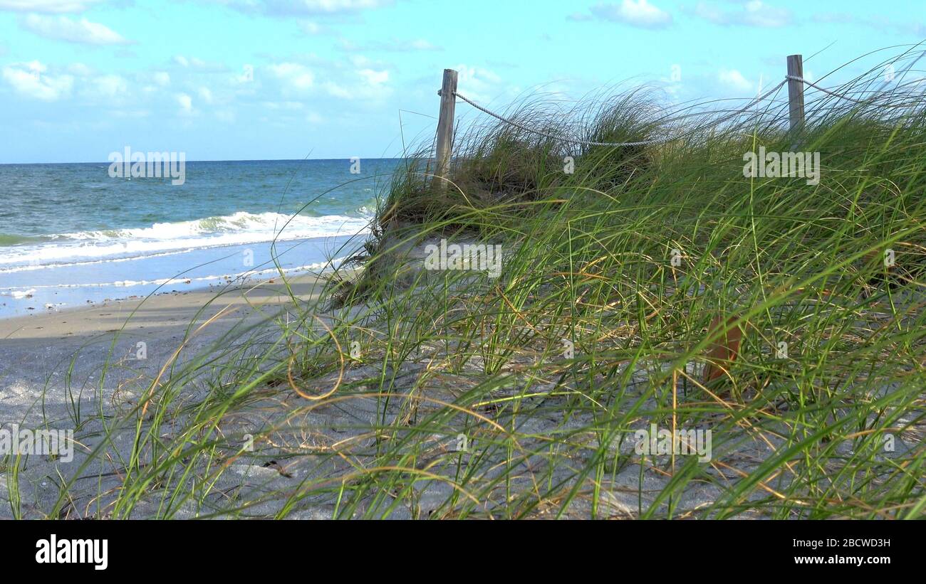Sandy beach with sawgrass in the Carribean Stock Photo - Alamy