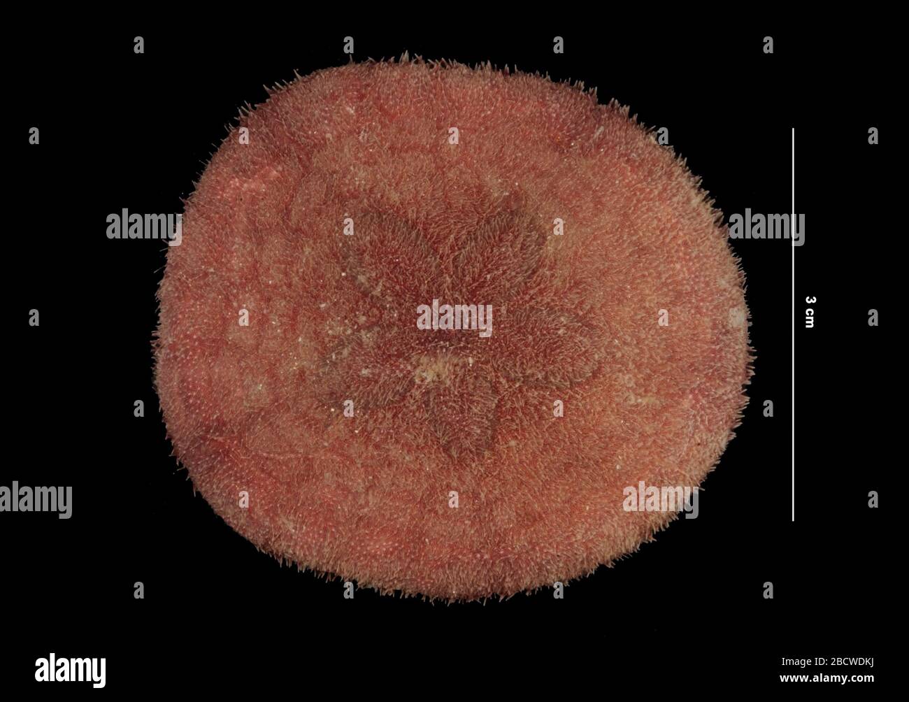 Clypeaster hi-res stock photography and images - Alamy