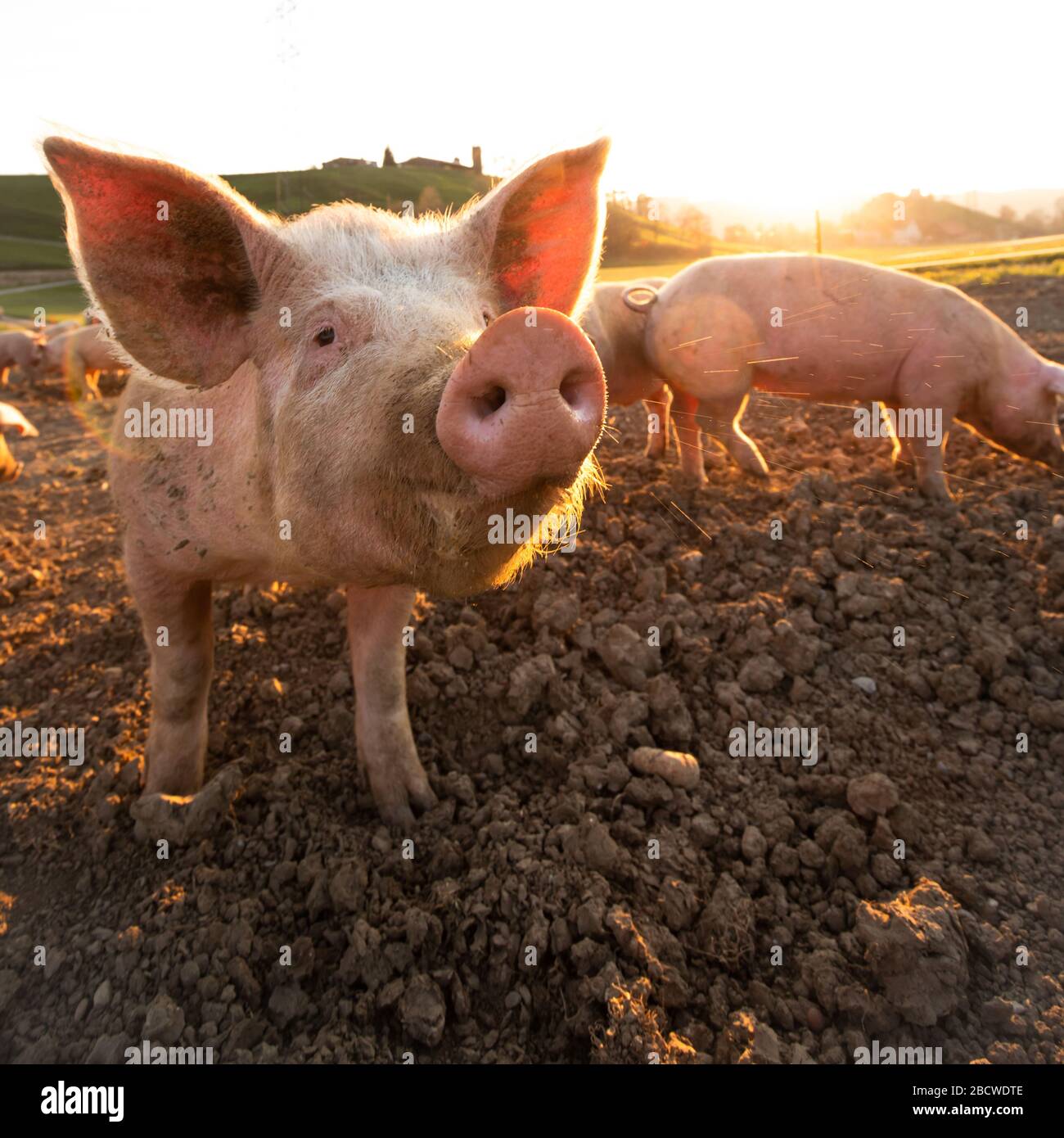 Pigs eating on a meadow in an organic meat farm - wide angle lens shot ...