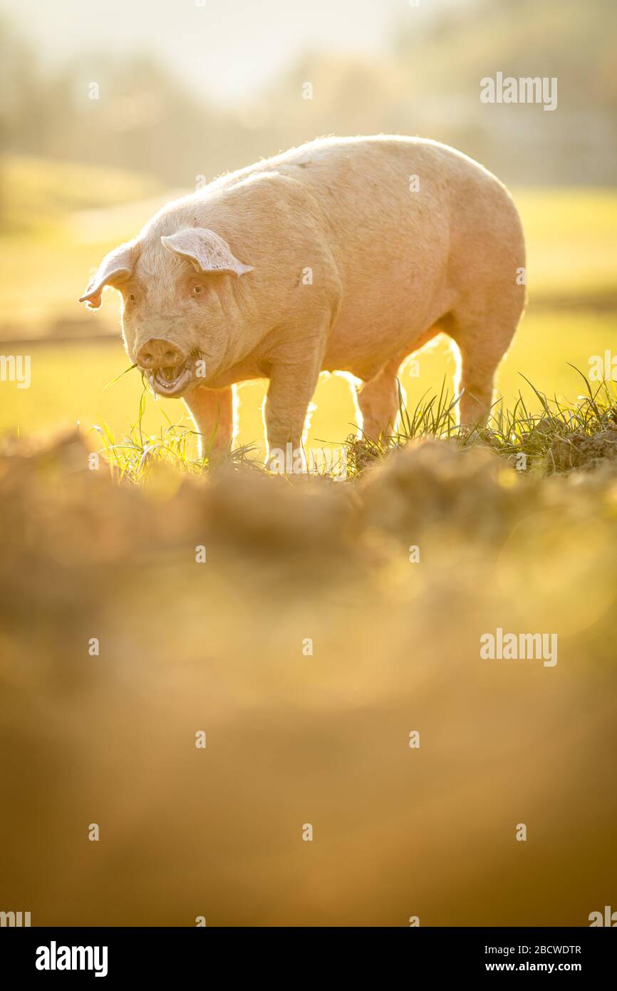 Pigs eating on a meadow in an organic meat farm - wide angle lens shot ...