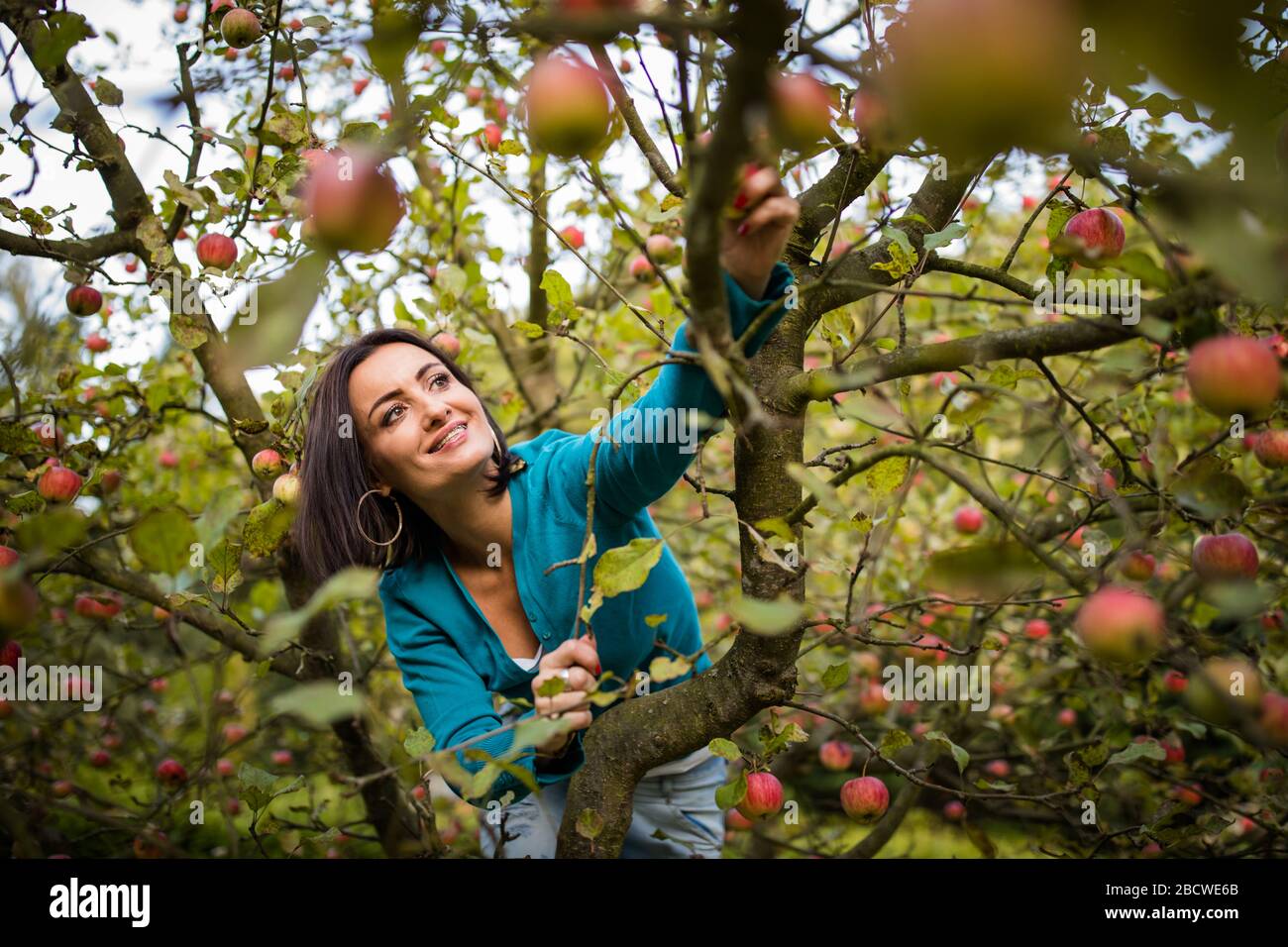 Cute young woman picking apples in an orchard having fun harvesting the ...