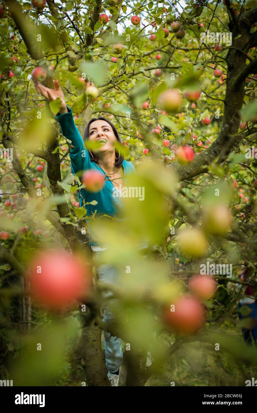 Cute young woman picking apples in an orchard having fun harvesting the ...