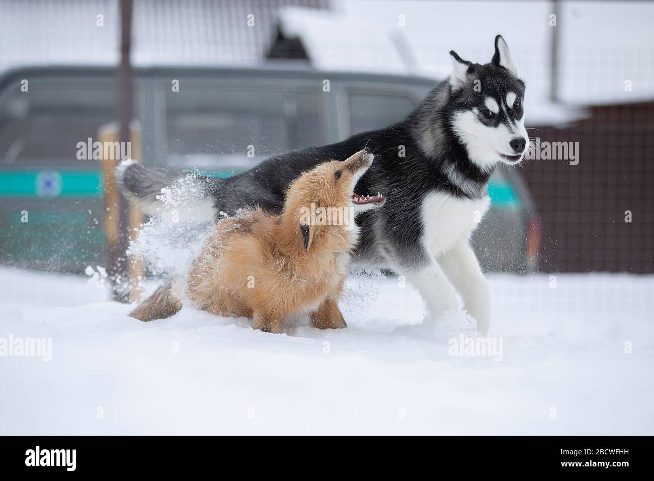 Black forest together hi-res stock photography and images - Alamy