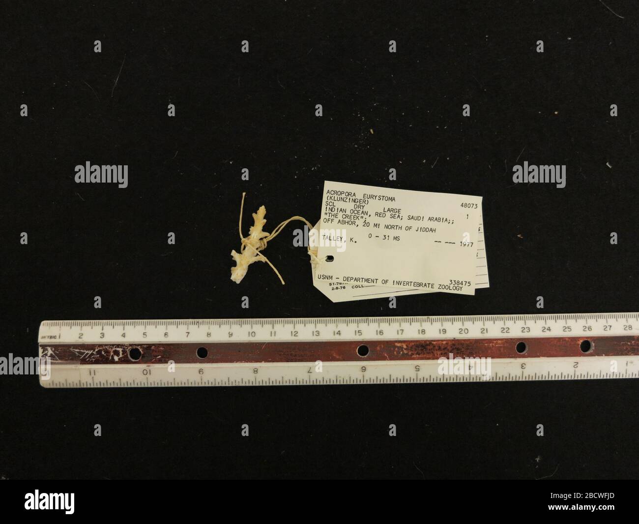 Eurystoma hi-res stock photography and images - Alamy