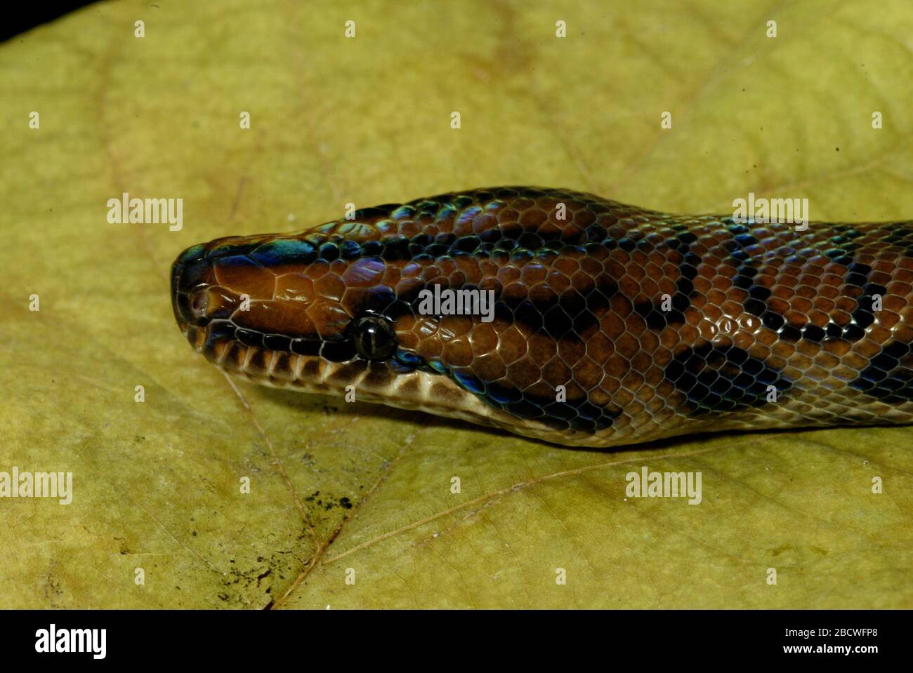 Brazilian Rainbow Boa. Species: cenchria,Genus: Epicrates,Family ...