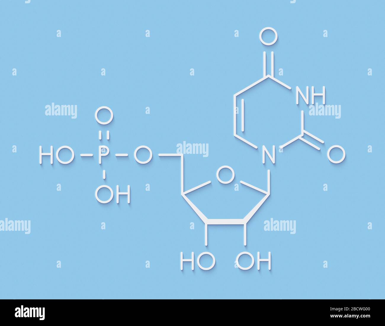 Uridine monophosphate (UMP, uridylic acid) nucleotide molecule ...
