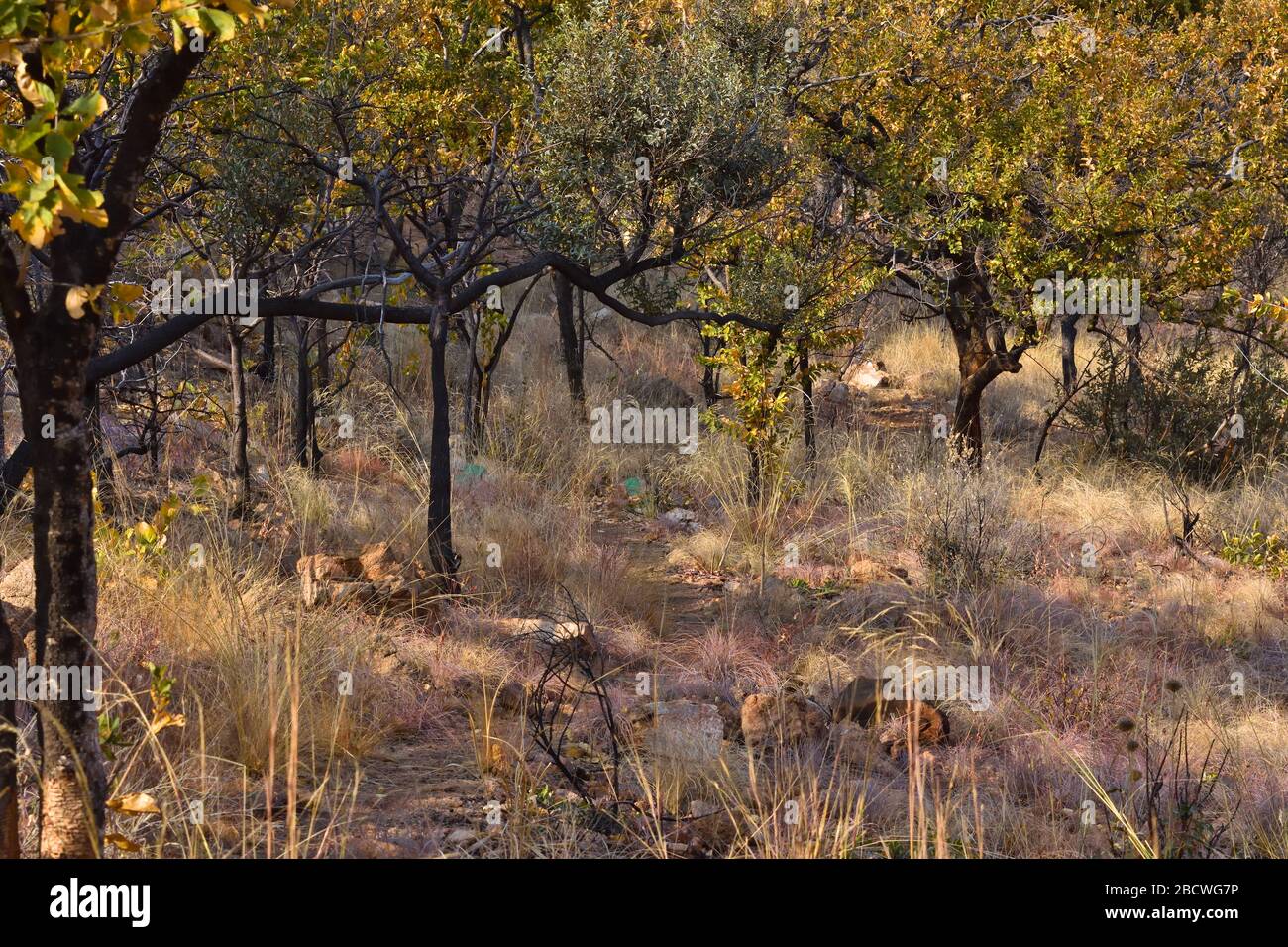 Leaves covered trail hi-res stock photography and images - Alamy