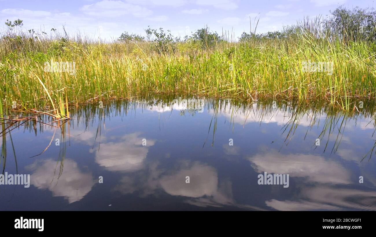 Sawgrass vegetation in the wild Everglades of USA Stock Photo - Alamy