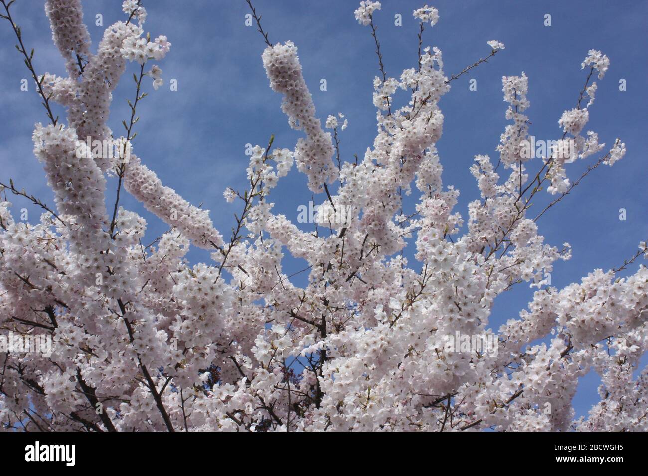 White Cherry blossoms on West 63rd Avenue in Vancouver, British ...