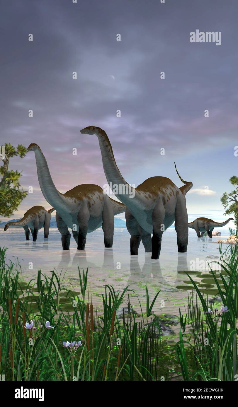 Concept of an Apatosaurus dinosaur herd in shallow water, 3d render ...
