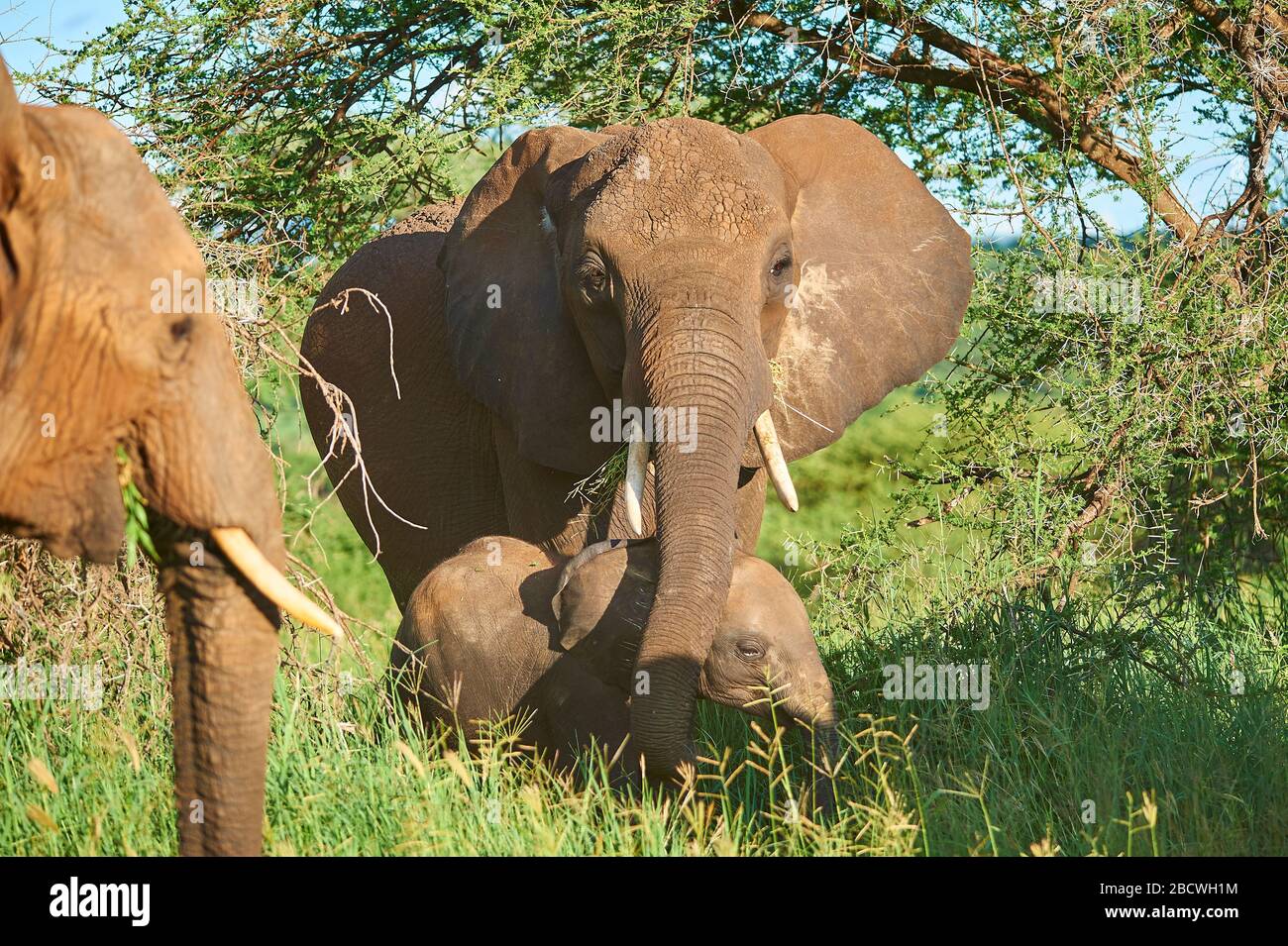 A caring elephant mother, protecting its calf and keeps it close to ...
