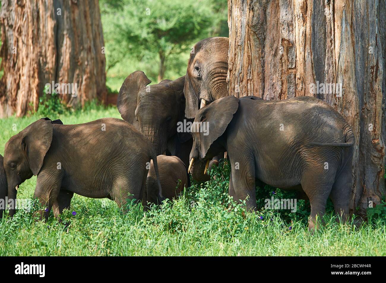 Elephants surrounding a Baobab tree Stock Photo - Alamy