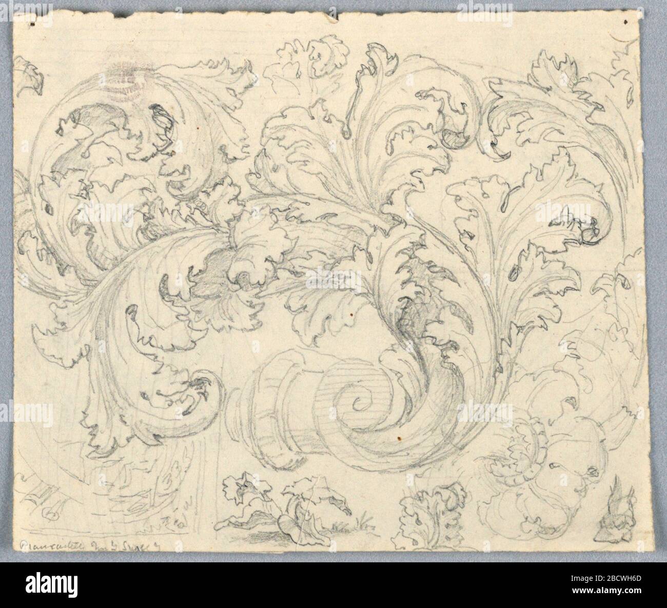 Acanthus Leaves Drawing