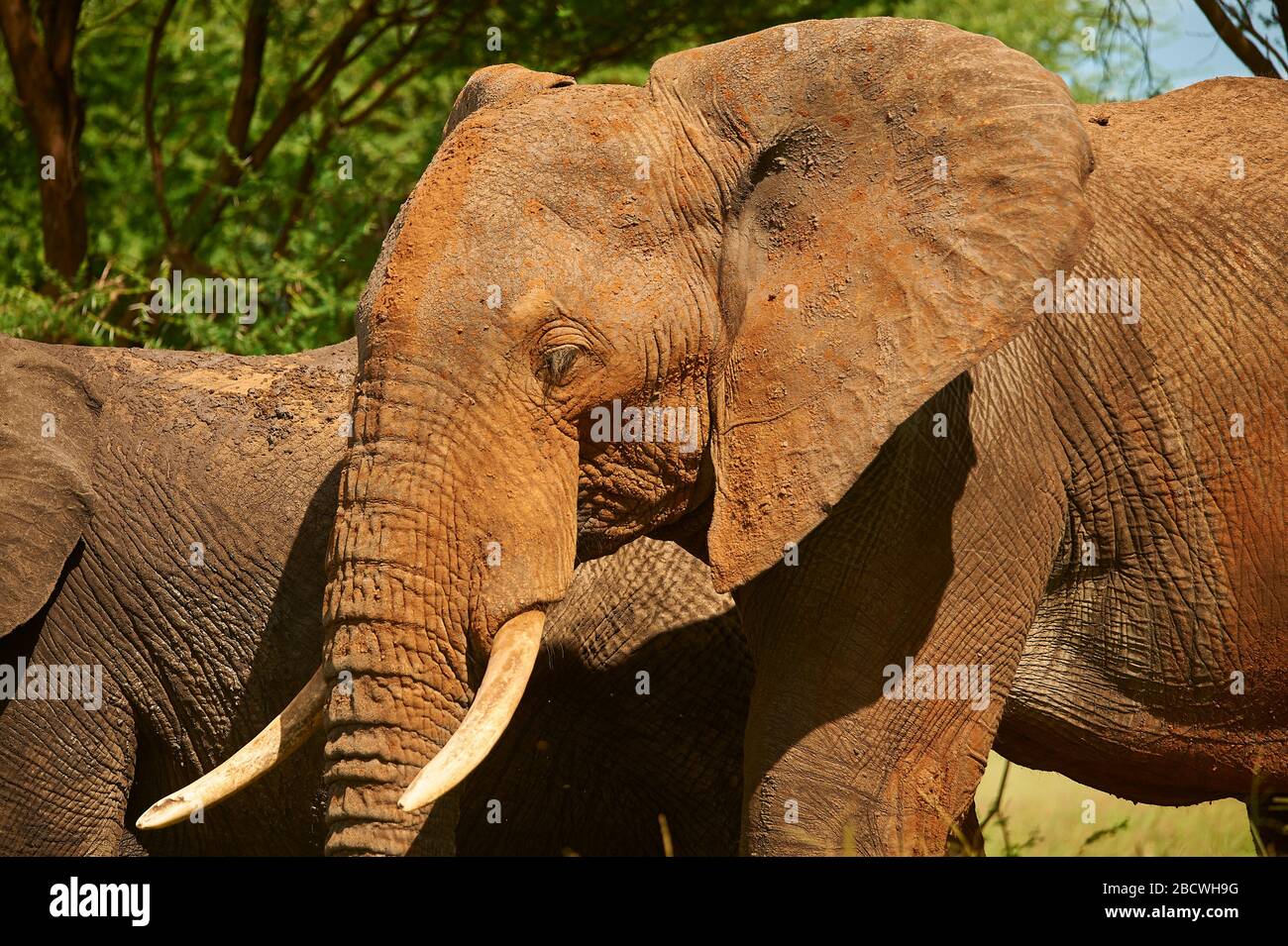 Elephant, covered with red dust after having had a dust bath Stock ...