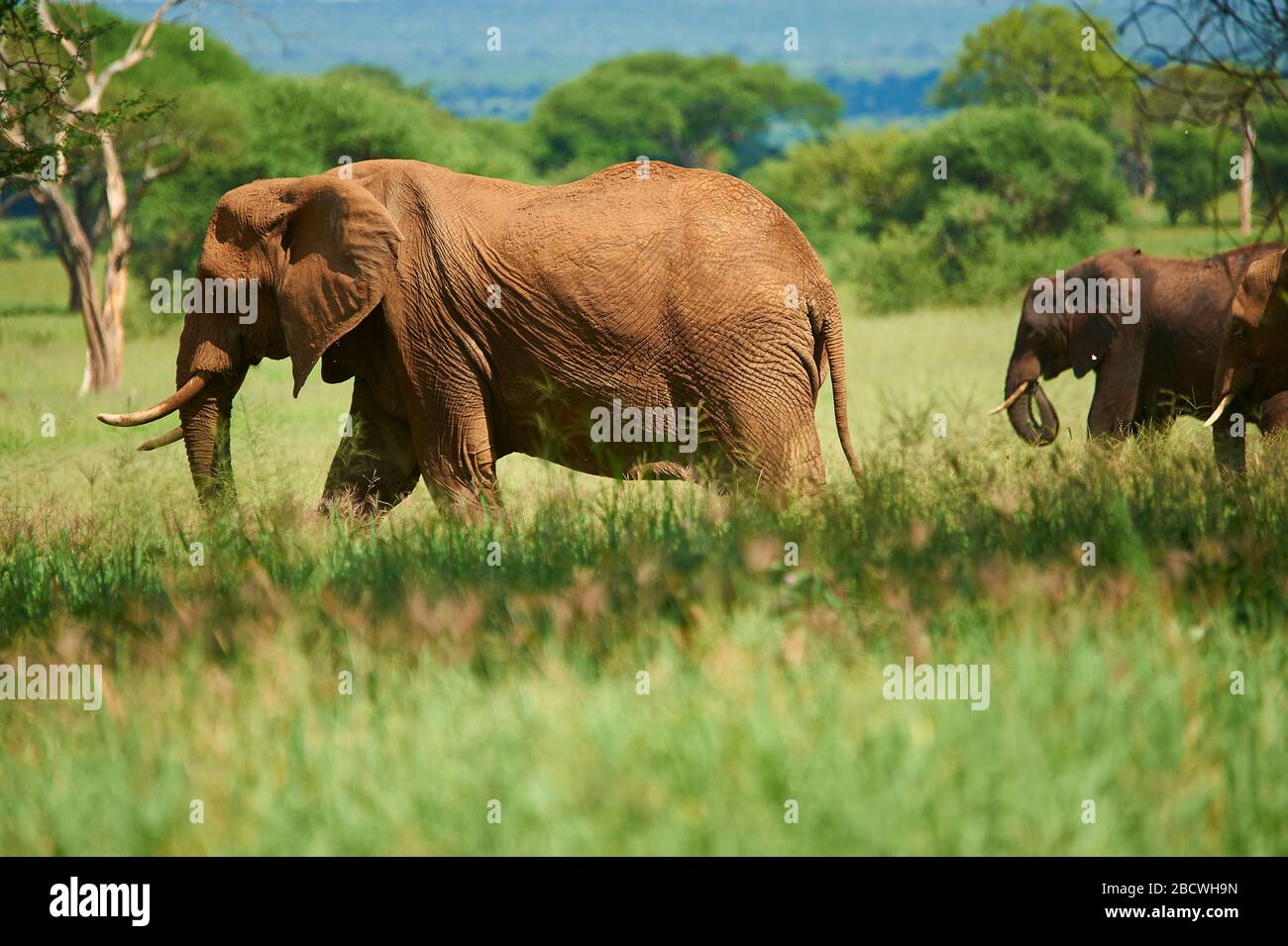 Dust red elephant hi-res stock photography and images - Alamy