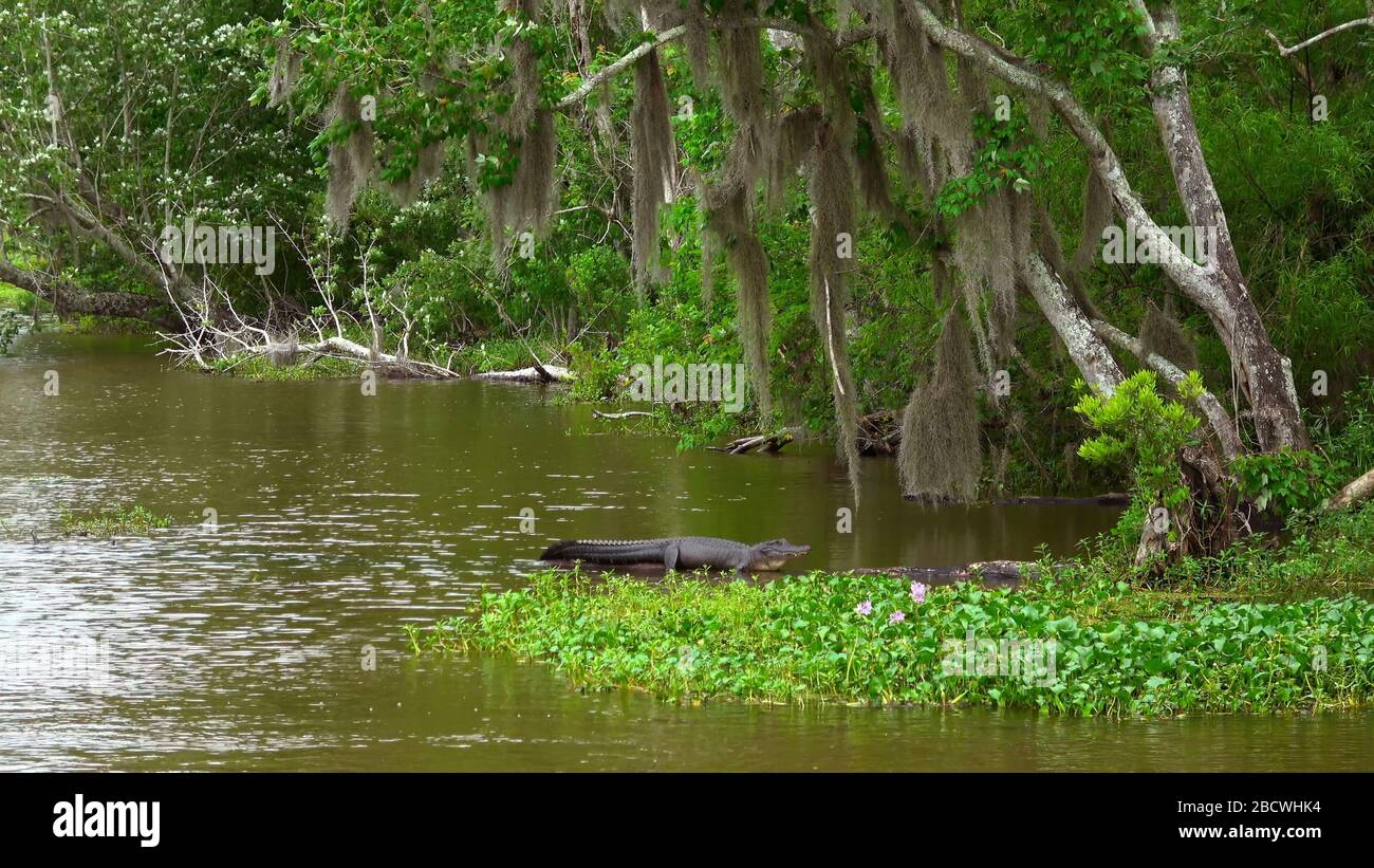 Louisiana Swamp Plants